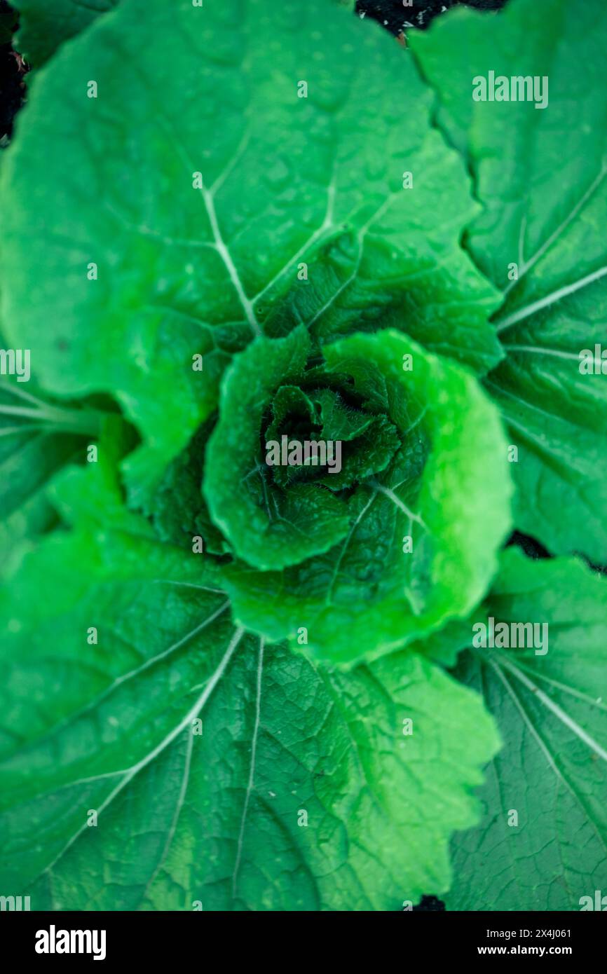 A curled green cabbage leaf in beautiful relief. View from the top ...