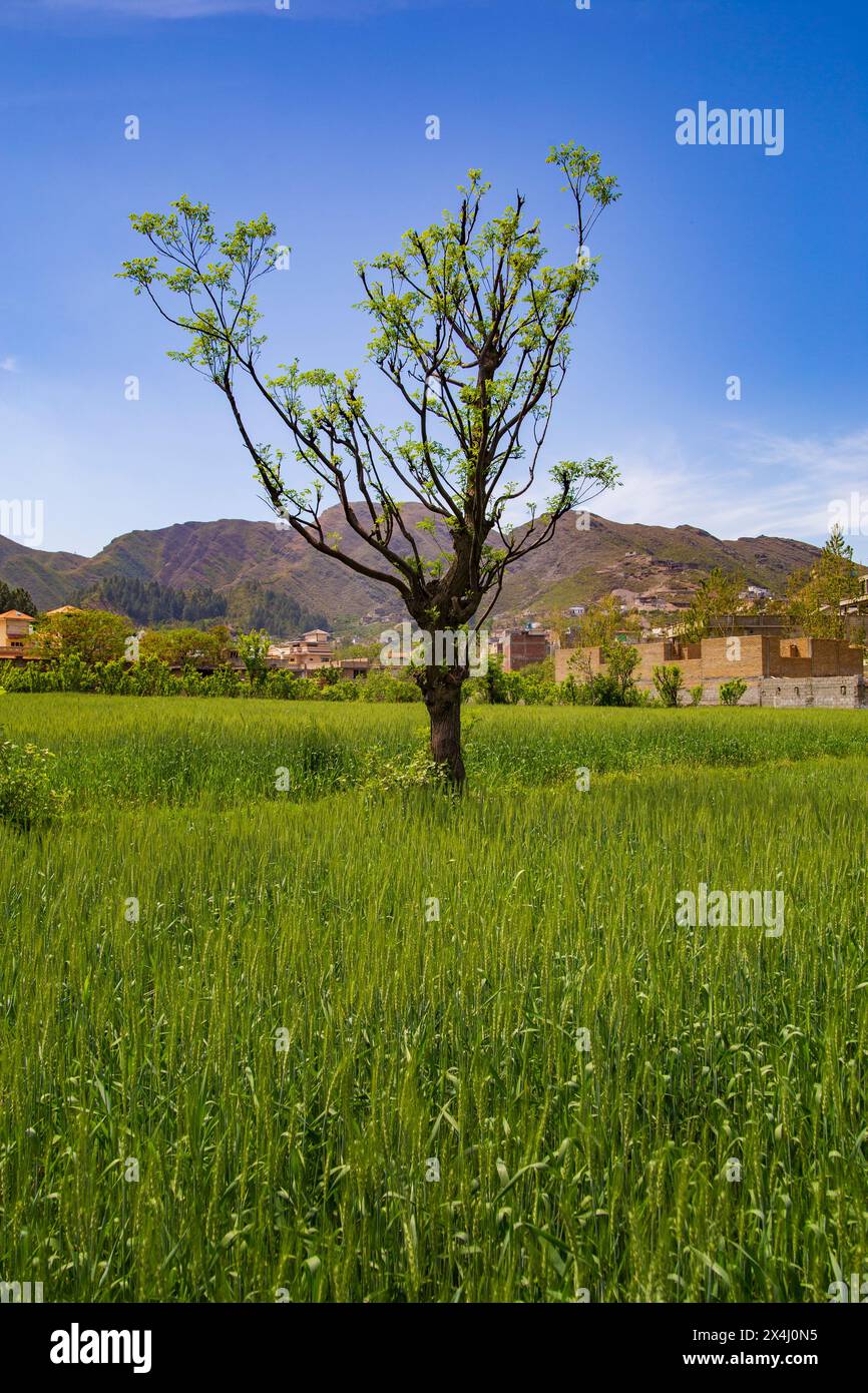 Beautiful Valley, Swat Pakistan Stock Photo - Alamy