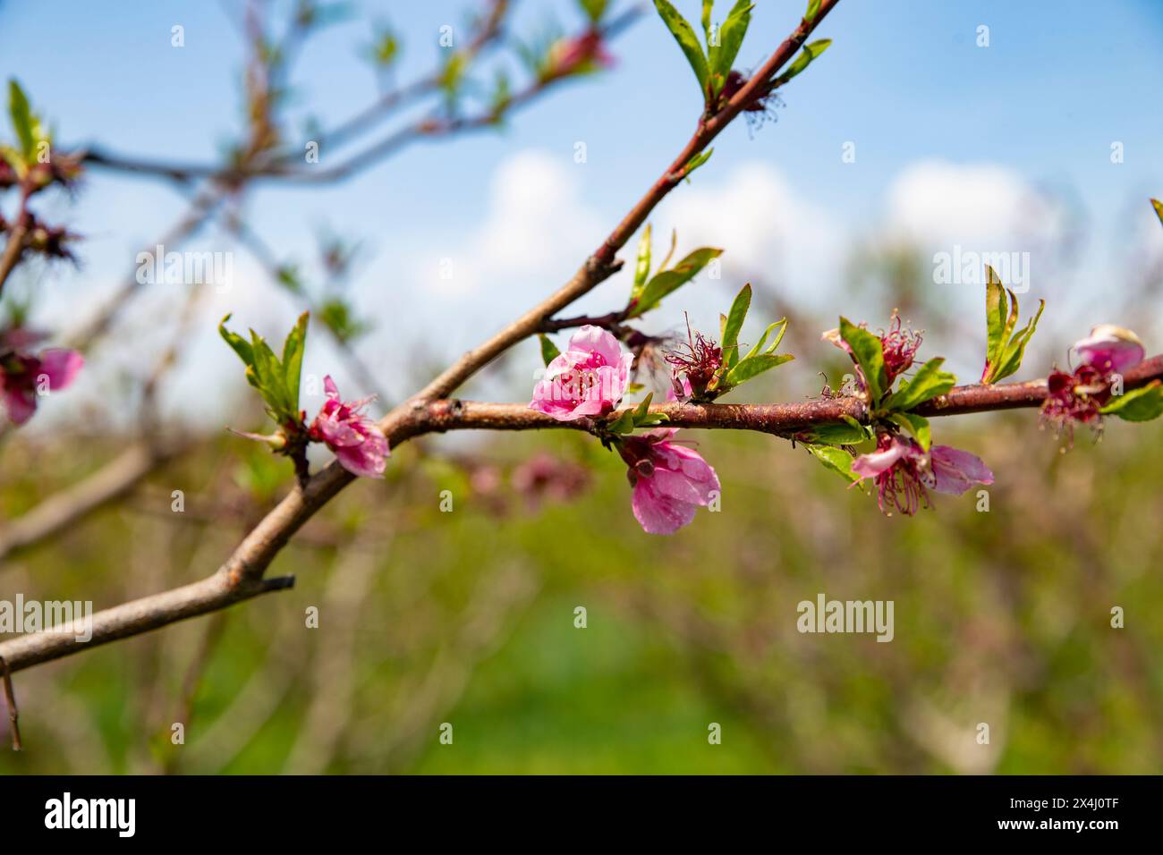 Swat valley flowers hi-res stock photography and images - Alamy