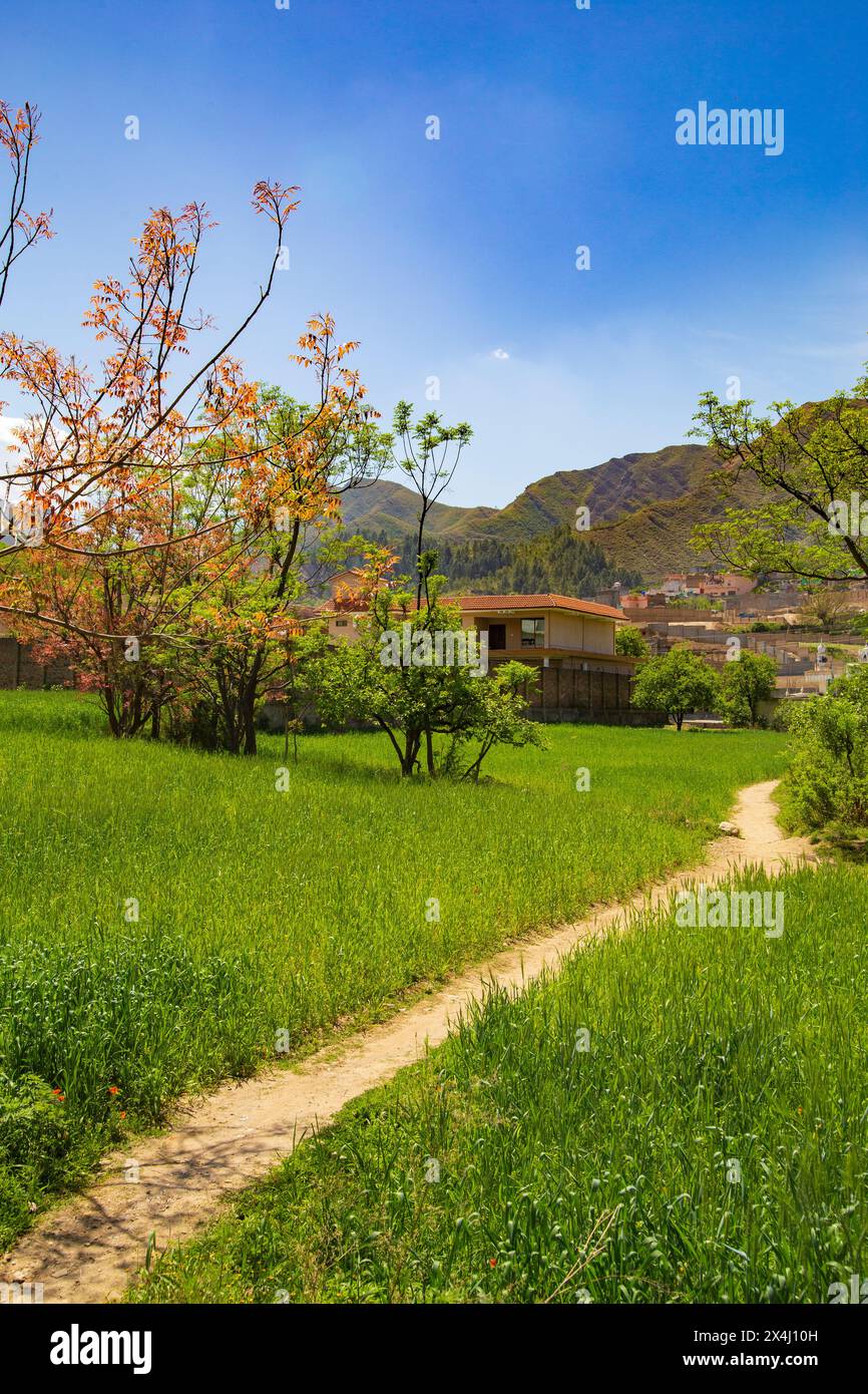 Swat valley tree hi-res stock photography and images - Alamy