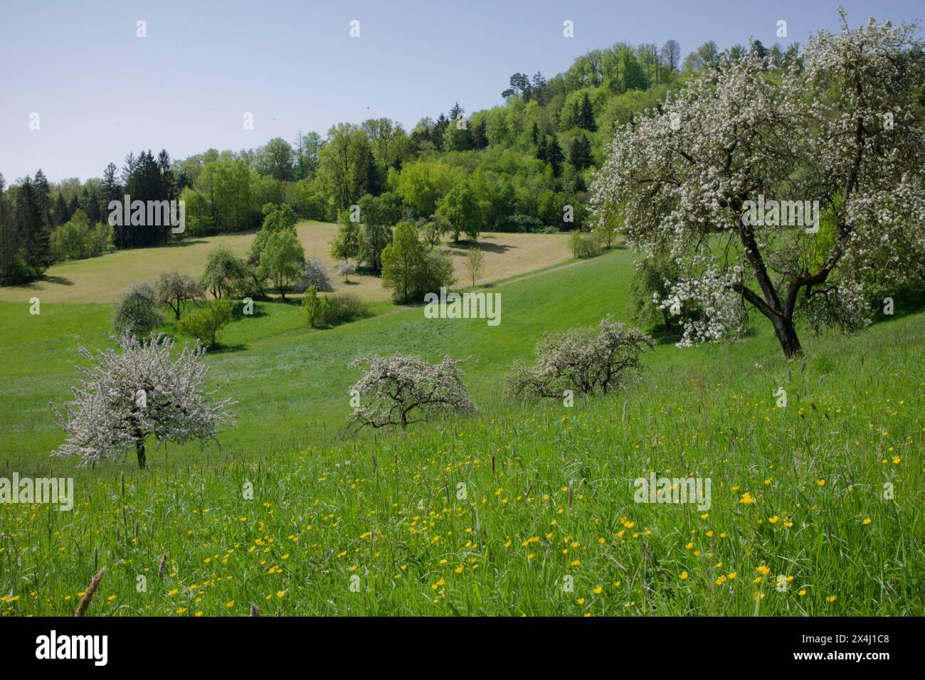 Fruit blossom in the Swabian-Franconian Forest nature park Park, fruit ...