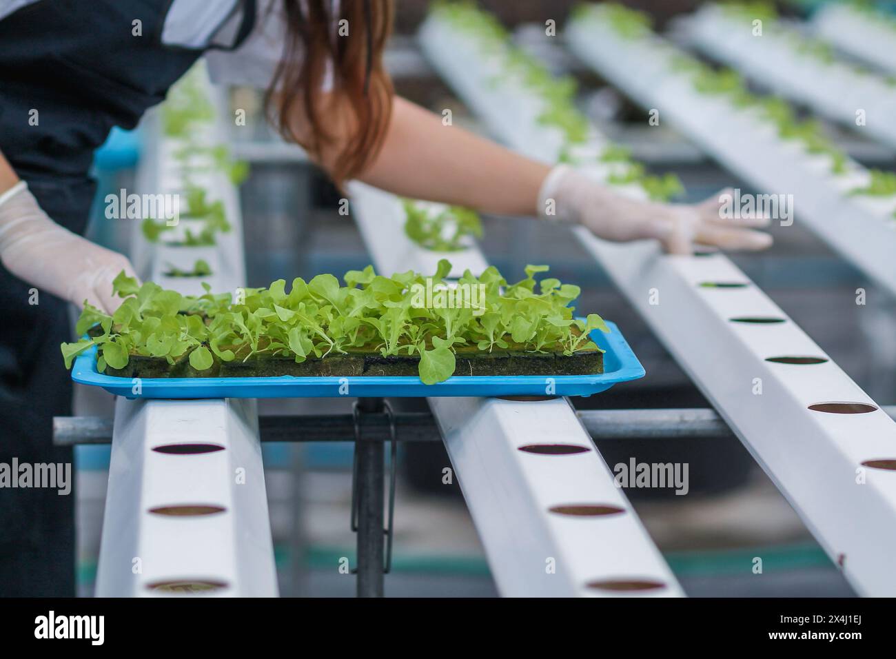 Growing vegetables using water or hydroponics using seeds to get ...