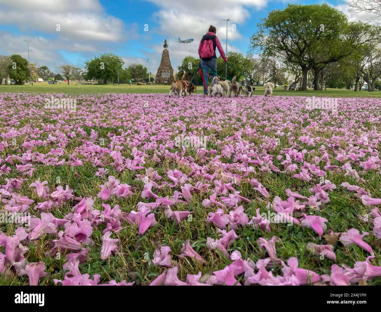 Dog sitter with many dogs in a park, typical scene in Buenos Aires ...
