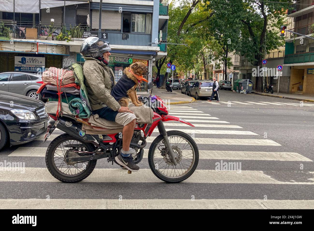 Funny street scene, dog riding along on a motorbike, Buenos Aires ...