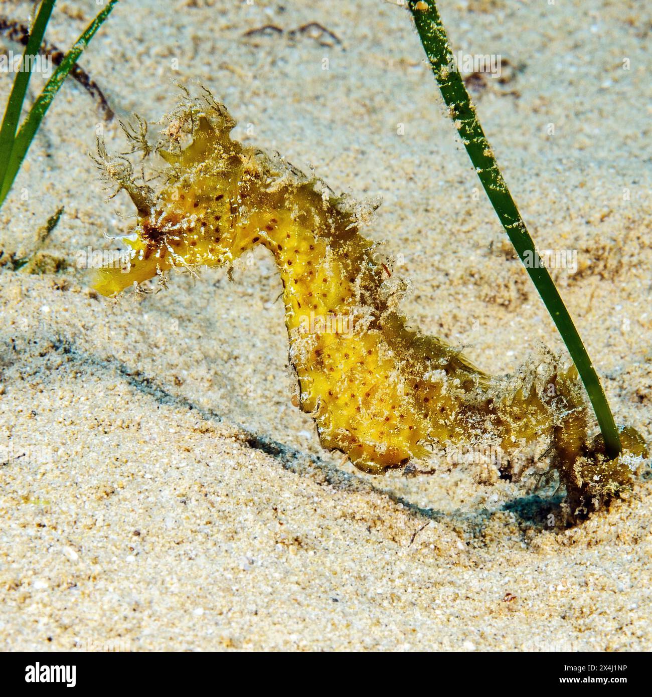 Long snouted seahorse sea grass hi-res stock photography and images - Alamy