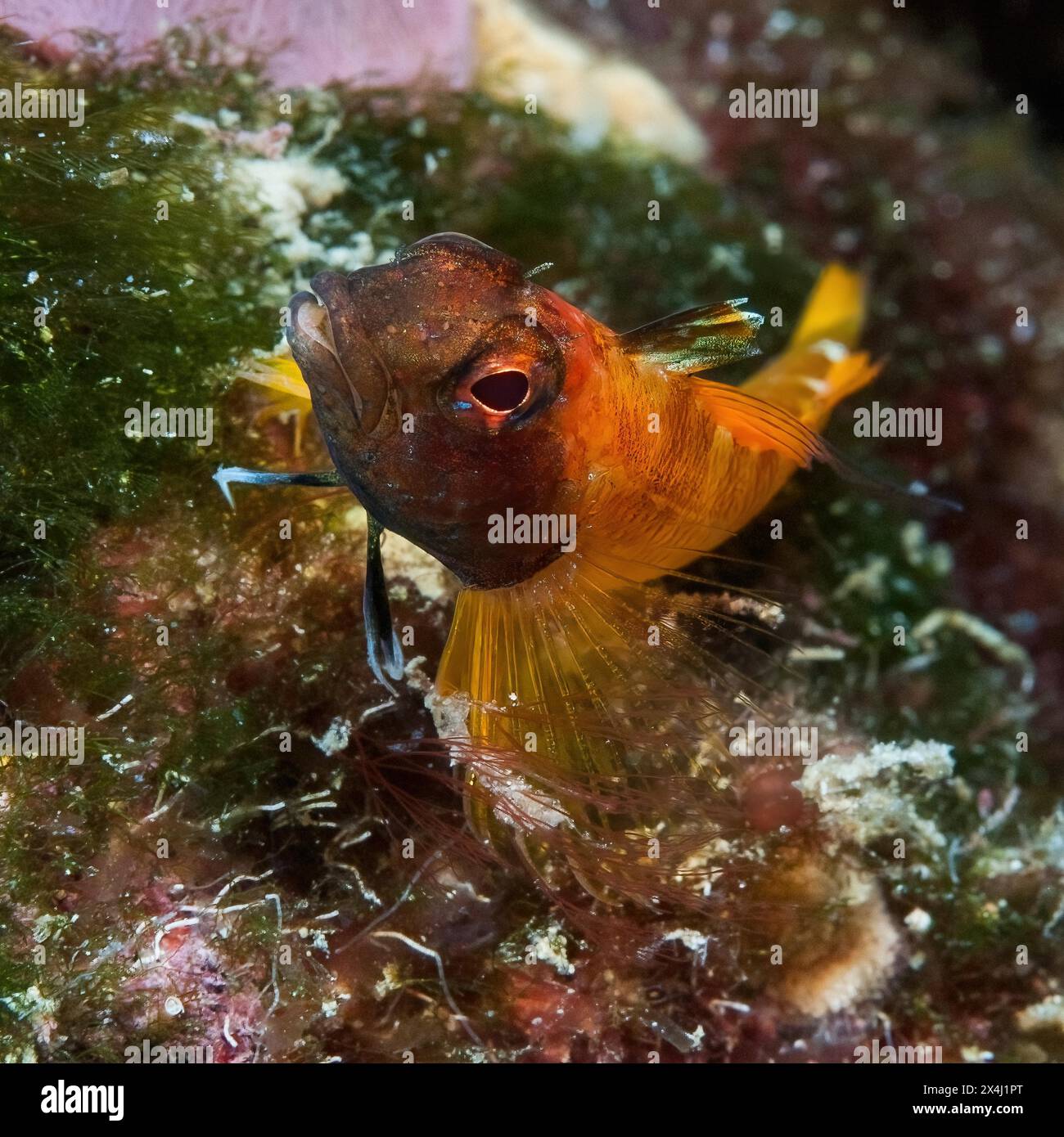 Black faced blenny on algae hi-res stock photography and images - Alamy
