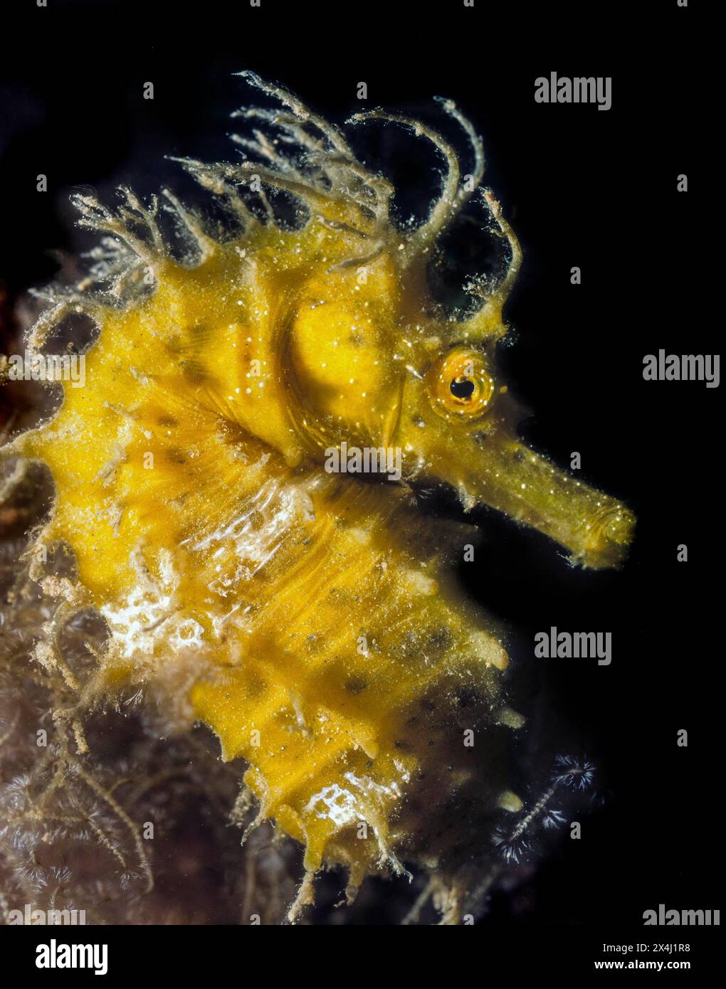Seahorse face hi-res stock photography and images - Alamy