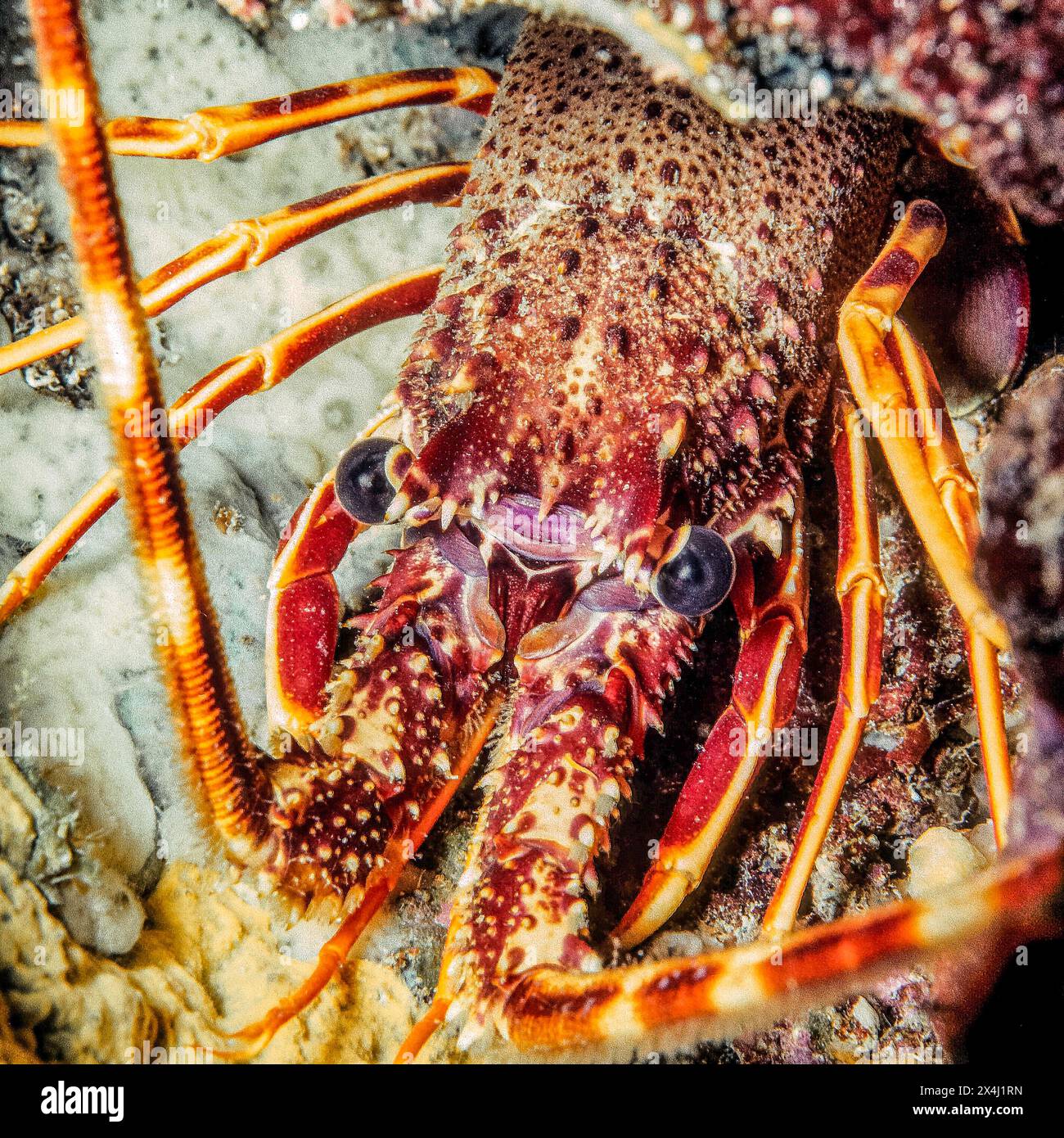 Extreme close-up of head Head portrait eyes of European spiny crayfish ...