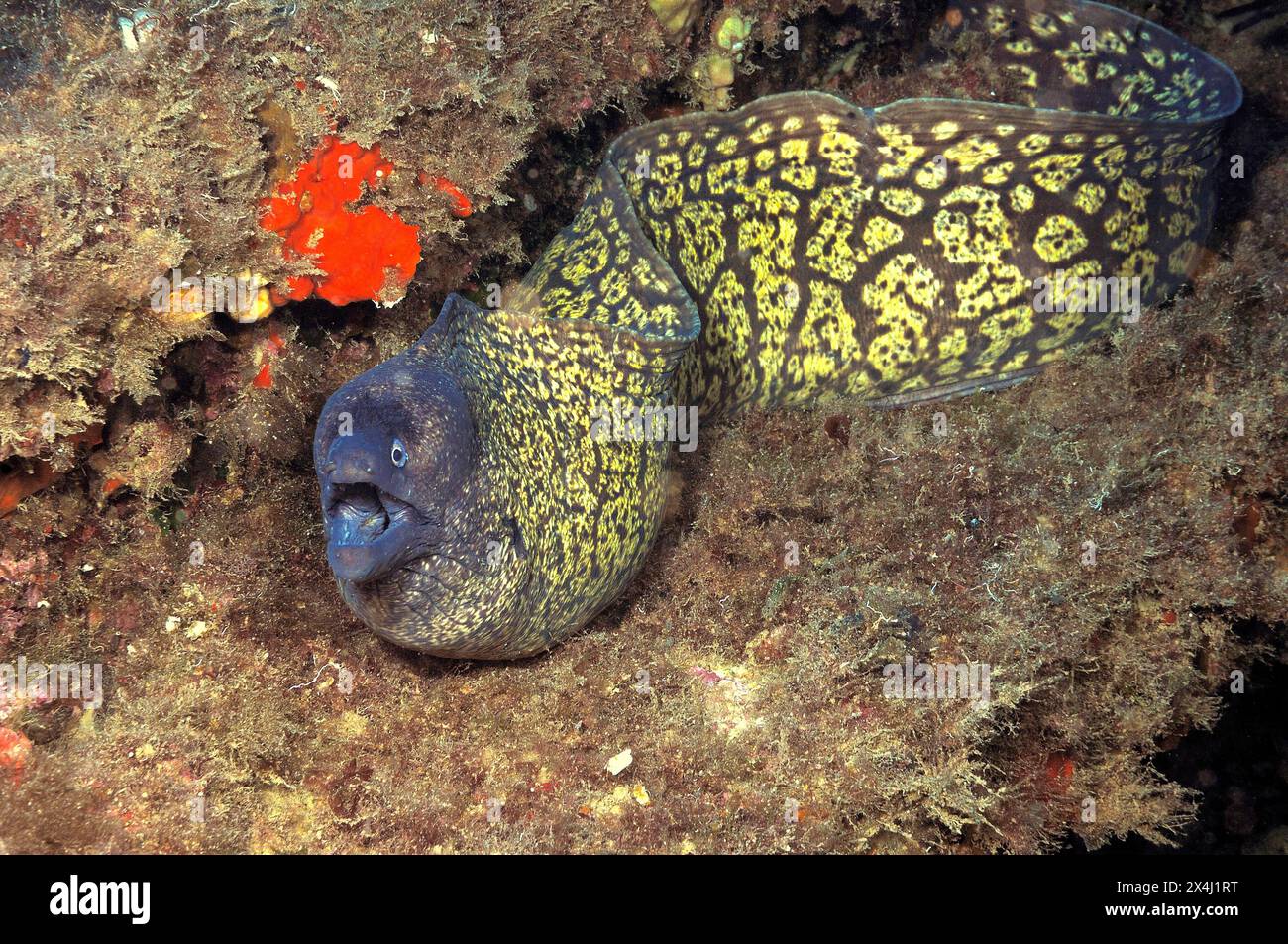 Small specimen of mediterranean moray (Muraena helena) Moray eel ...