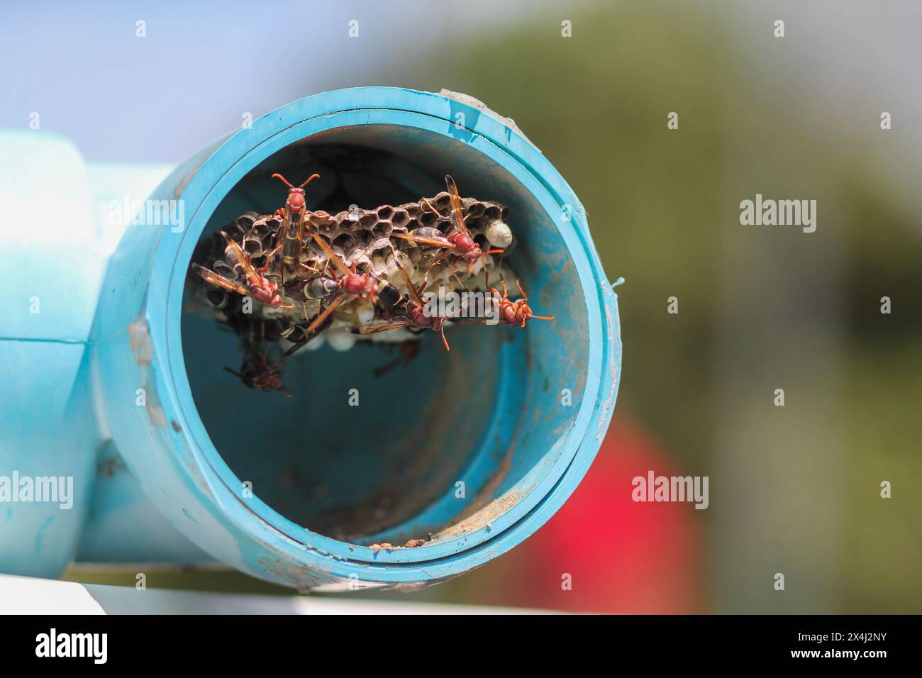 Hymenoptera is building a nest to feed the larvae in a blue PVC pipe in ...