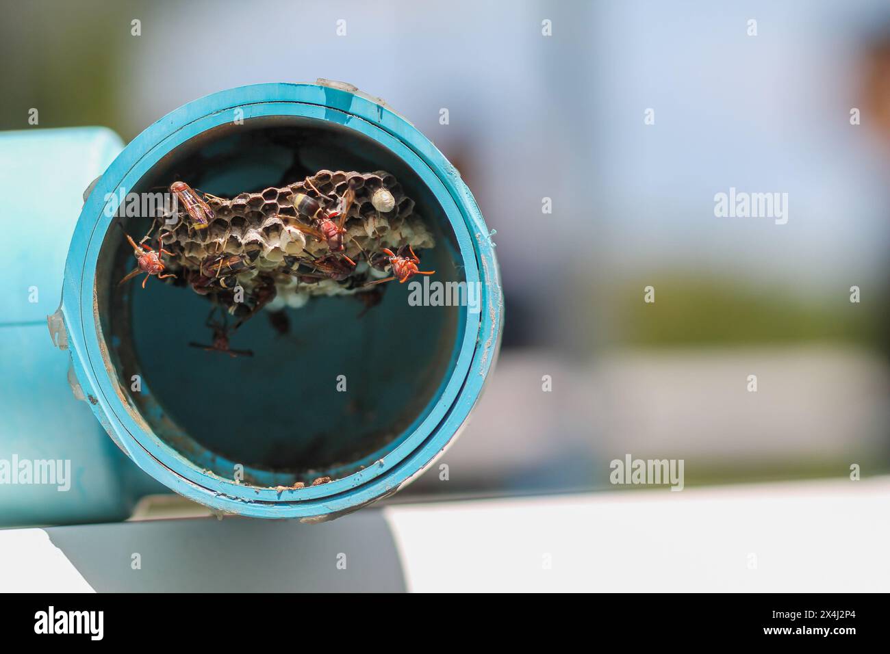 Lumbar insect hi-res stock photography and images - Alamy