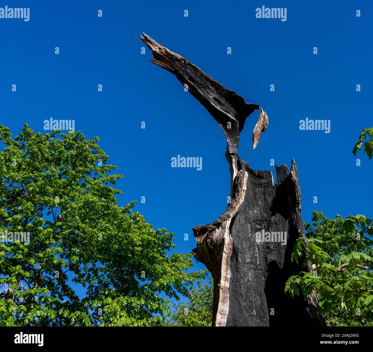 Burnt-out tree stump, Berlin, Germany Stock Photo - Alamy