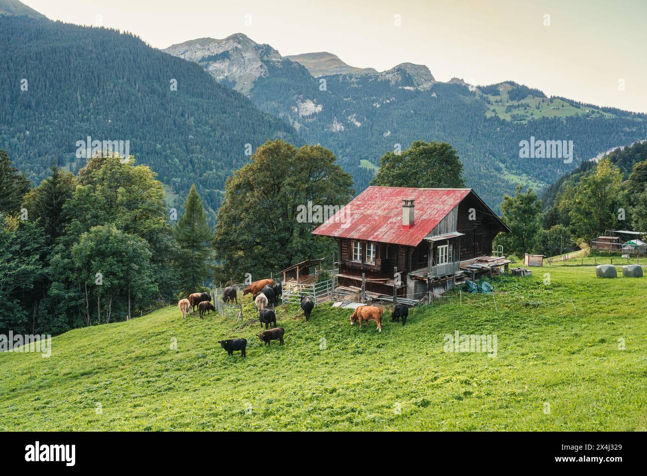 Rustic farming chalet with herd of cow on hill in Wengen mountain ...