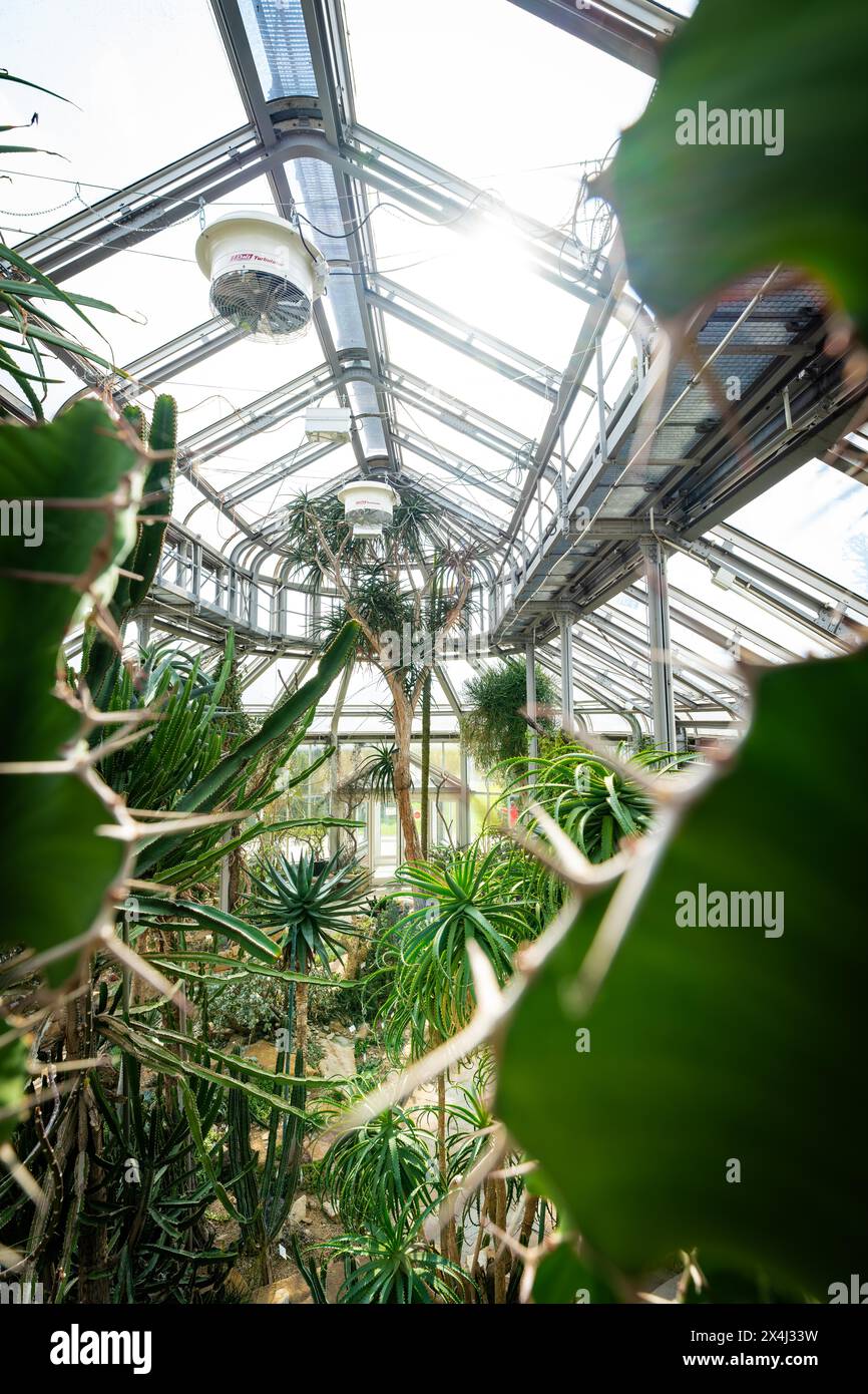 Light-flooded greenhouse with tropical plants and structural steel ...