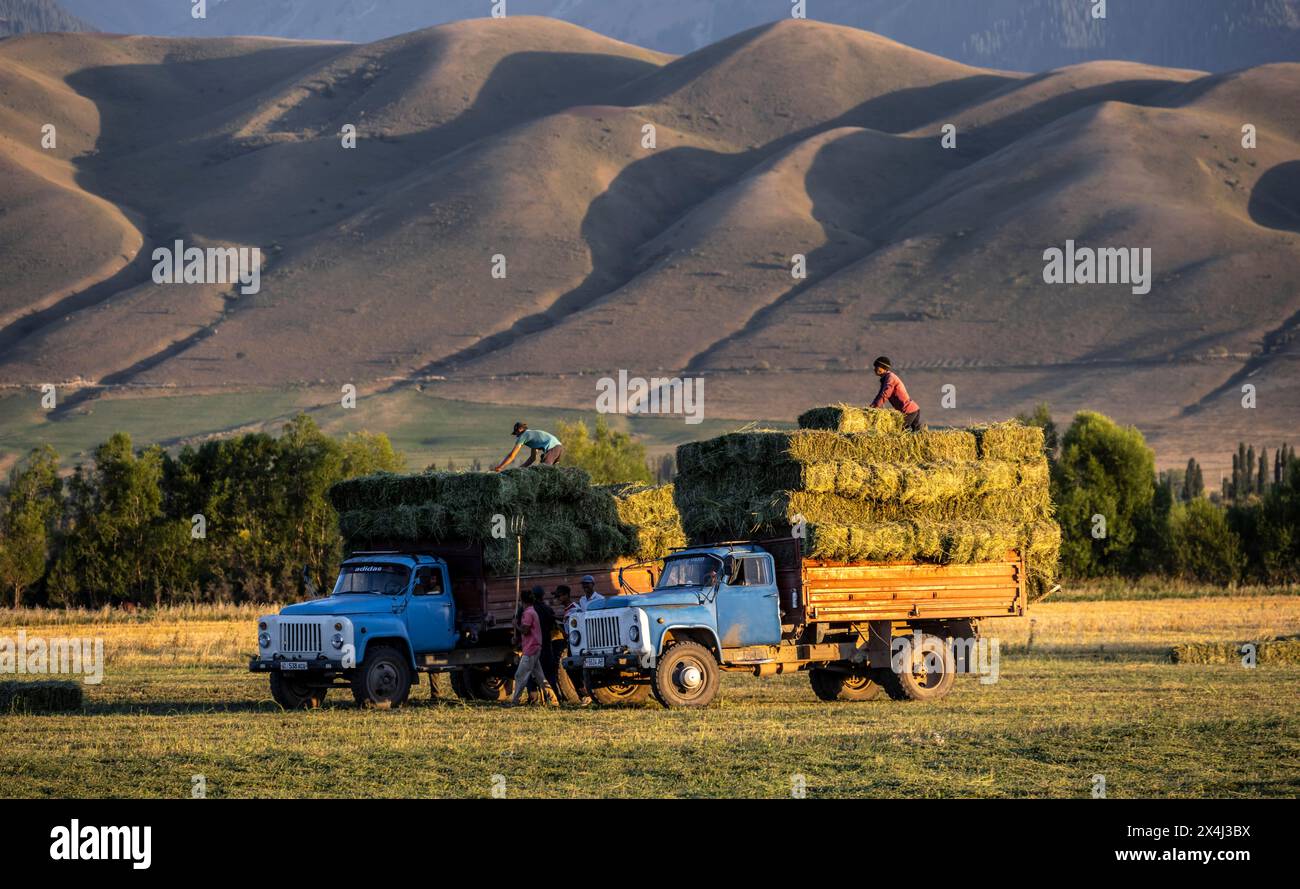 Farmers with two lorries harvesting hay bales, Kyrgyzstan Stock Photo ...