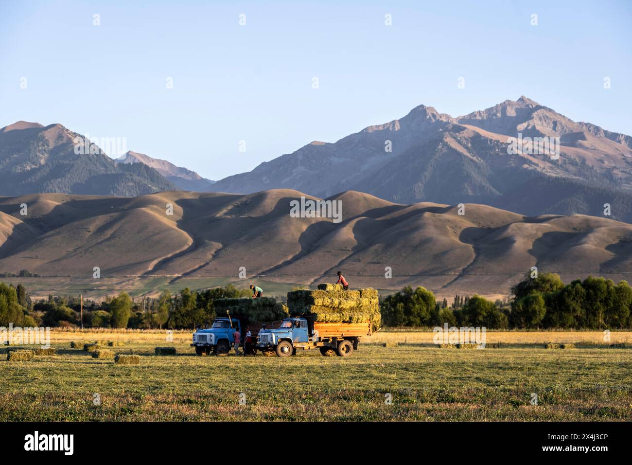 Farmers with two lorries harvesting hay bales, Kyrgyzstan Stock Photo ...