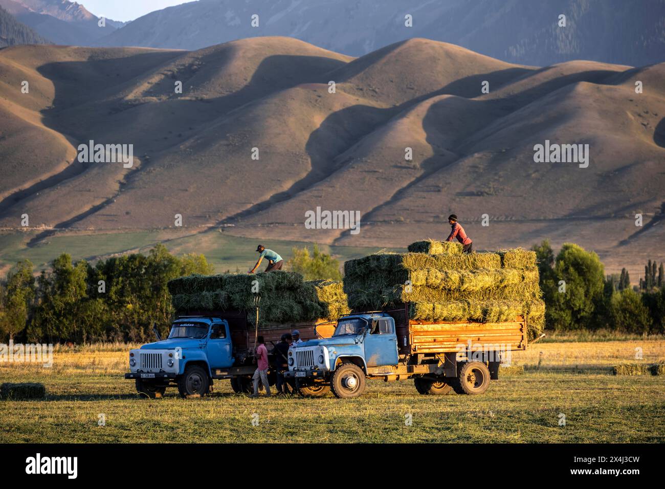 Farmers with two lorries harvesting hay bales, Kyrgyzstan Stock Photo ...