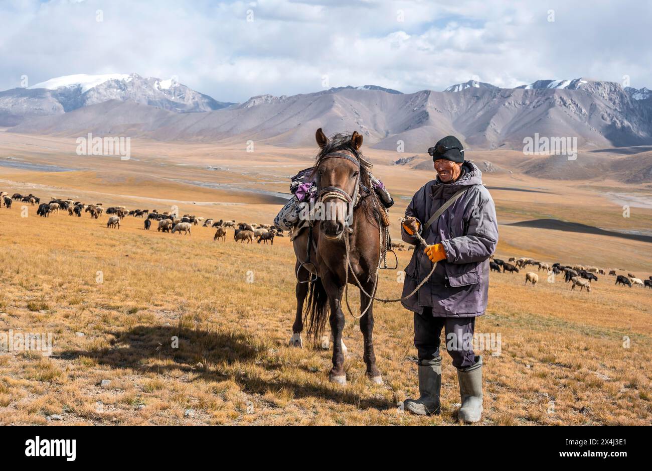 Nomadic life on a plateau, shepherd on horse, flock of sheep, dramatic ...