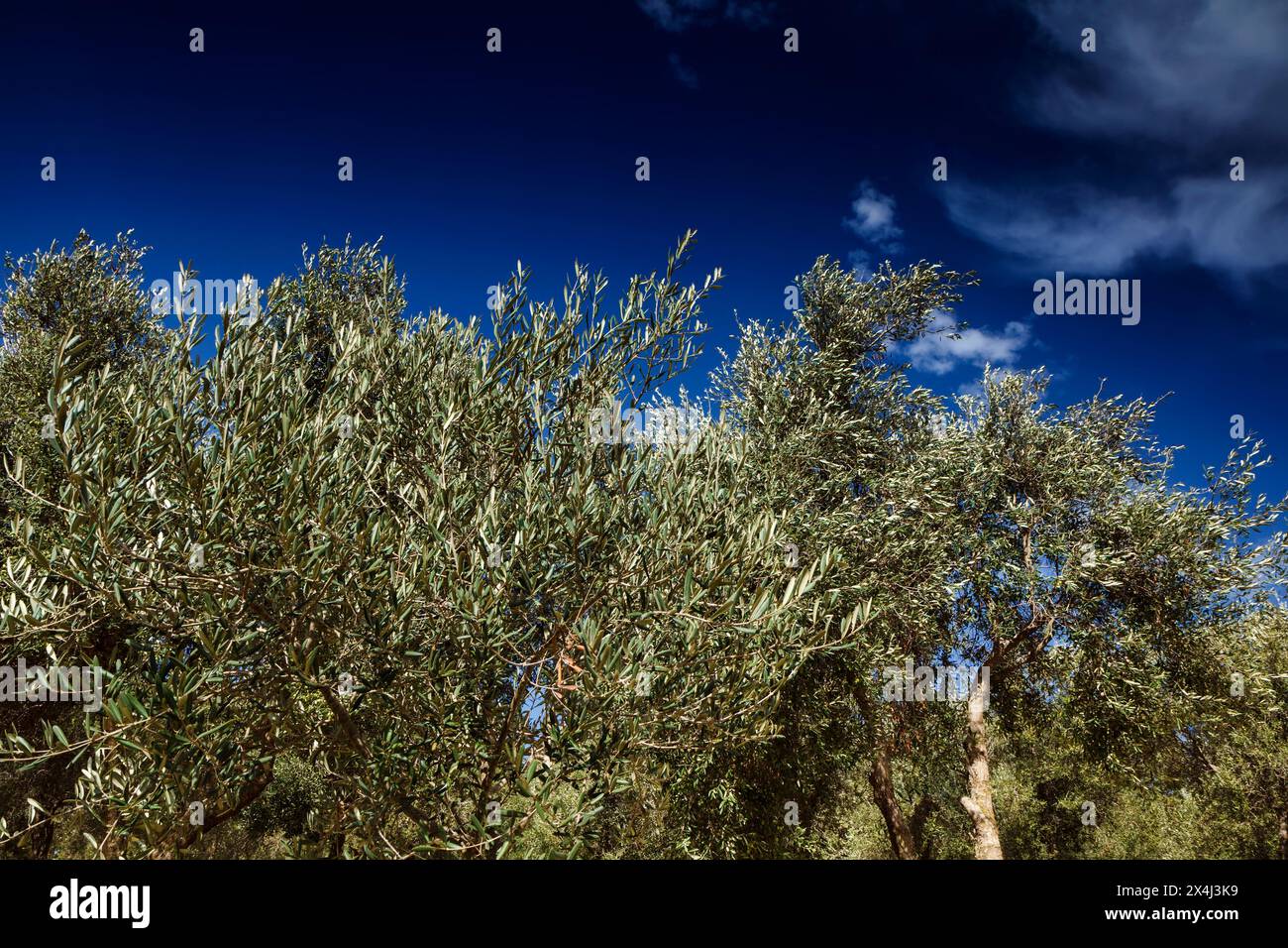 Malta Island, Gozo, countryside, olive trees Stock Photo - Alamy