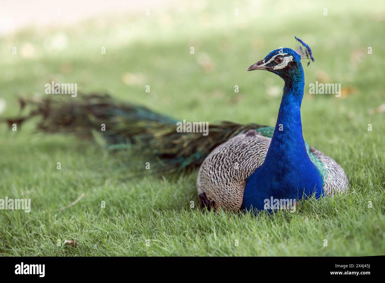 Vector peacock drawing hi-res stock photography and images - Alamy