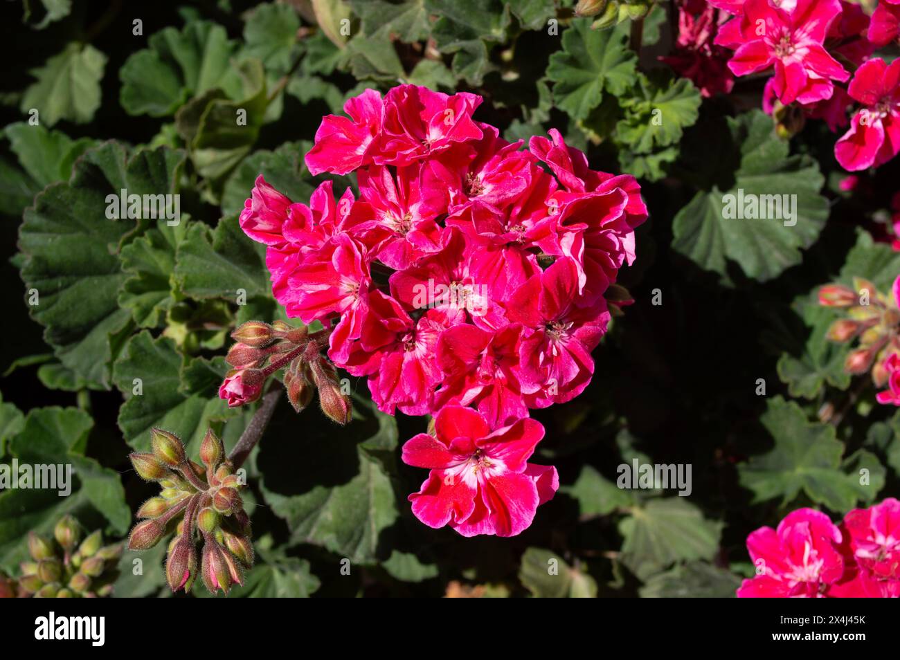 Geranium flowering. Red garden flowers in spring Stock Photo - Alamy