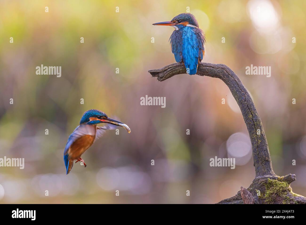 Common kingfisher (Alcedo atthis) Indicator of clean watercourses ...