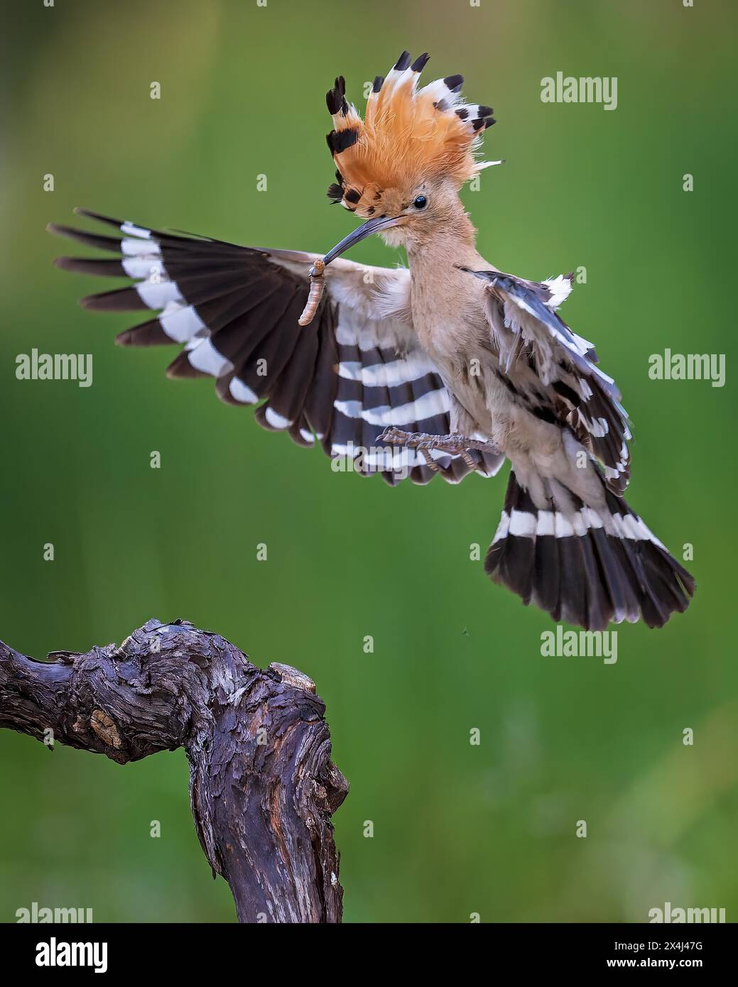 Hoopoe (Upupa epops) flying, approaching, landing on Grape vine, Bird ...