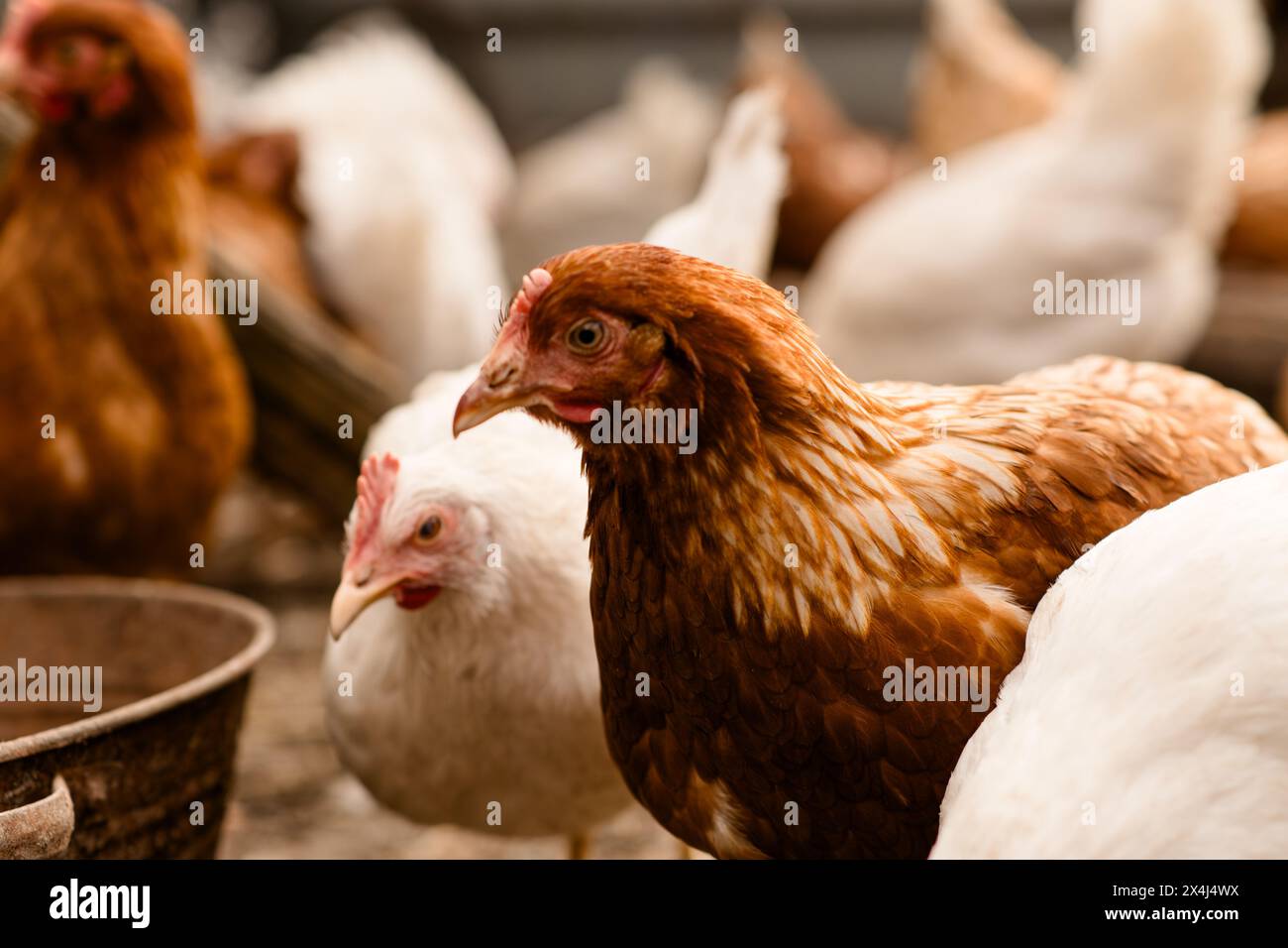 Rural chickens walk on paddock hi-res stock photography and images - Alamy