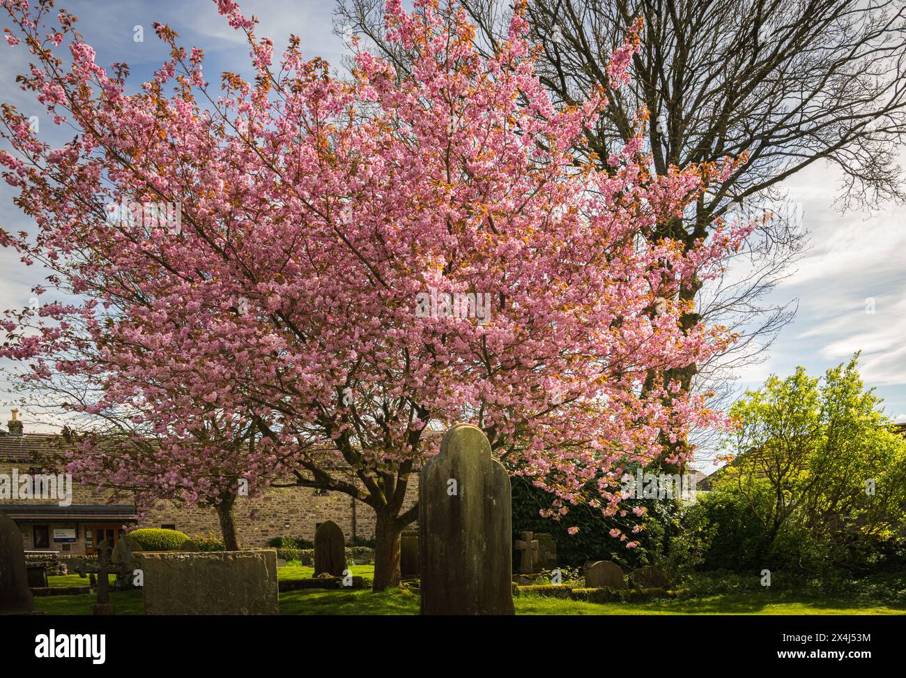 A spring HDR image of the Flowering Cherry, Prunus, in the graveyard of ...