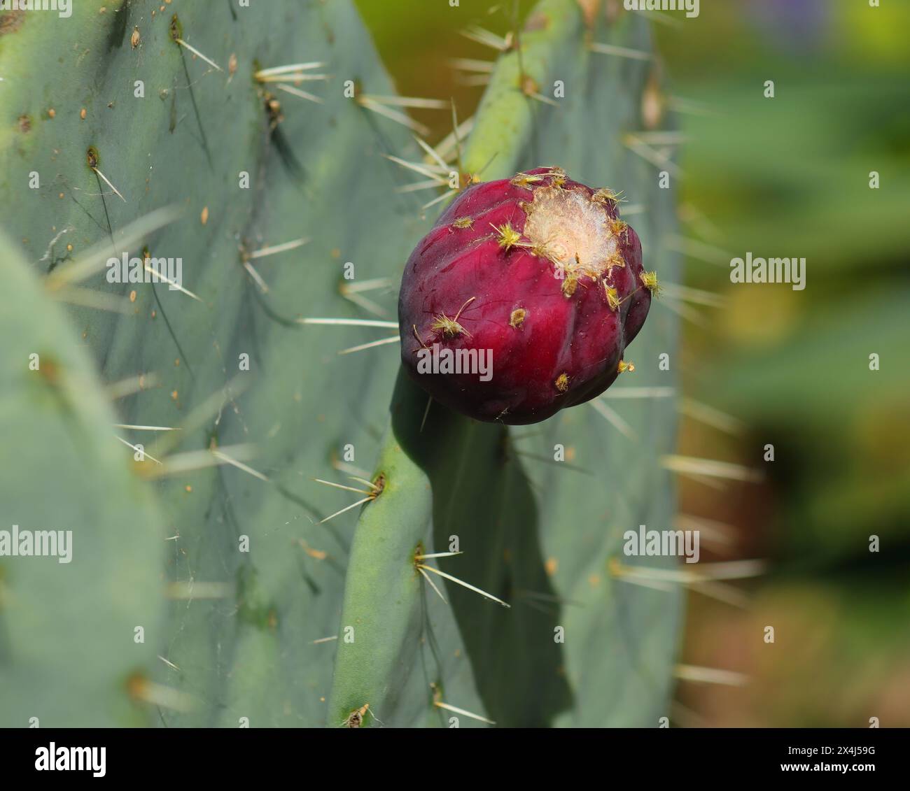 Ripe Prickly pear or paddle cactus and red fruit. Cactaceae, Opuntia ...