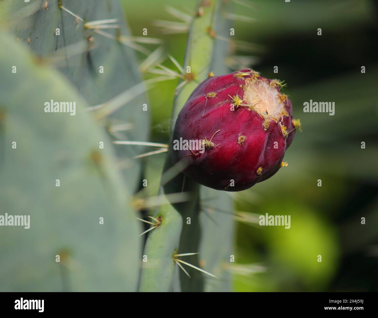 Ripe Prickly pear or paddle cactus and red fruit. Cactaceae, Opuntia ...