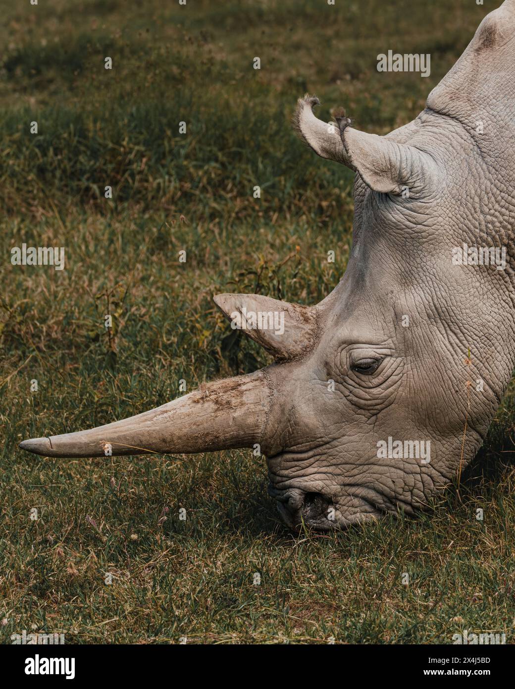 Najin one of the last two northern white rhinos at the Ol Pejeta ...