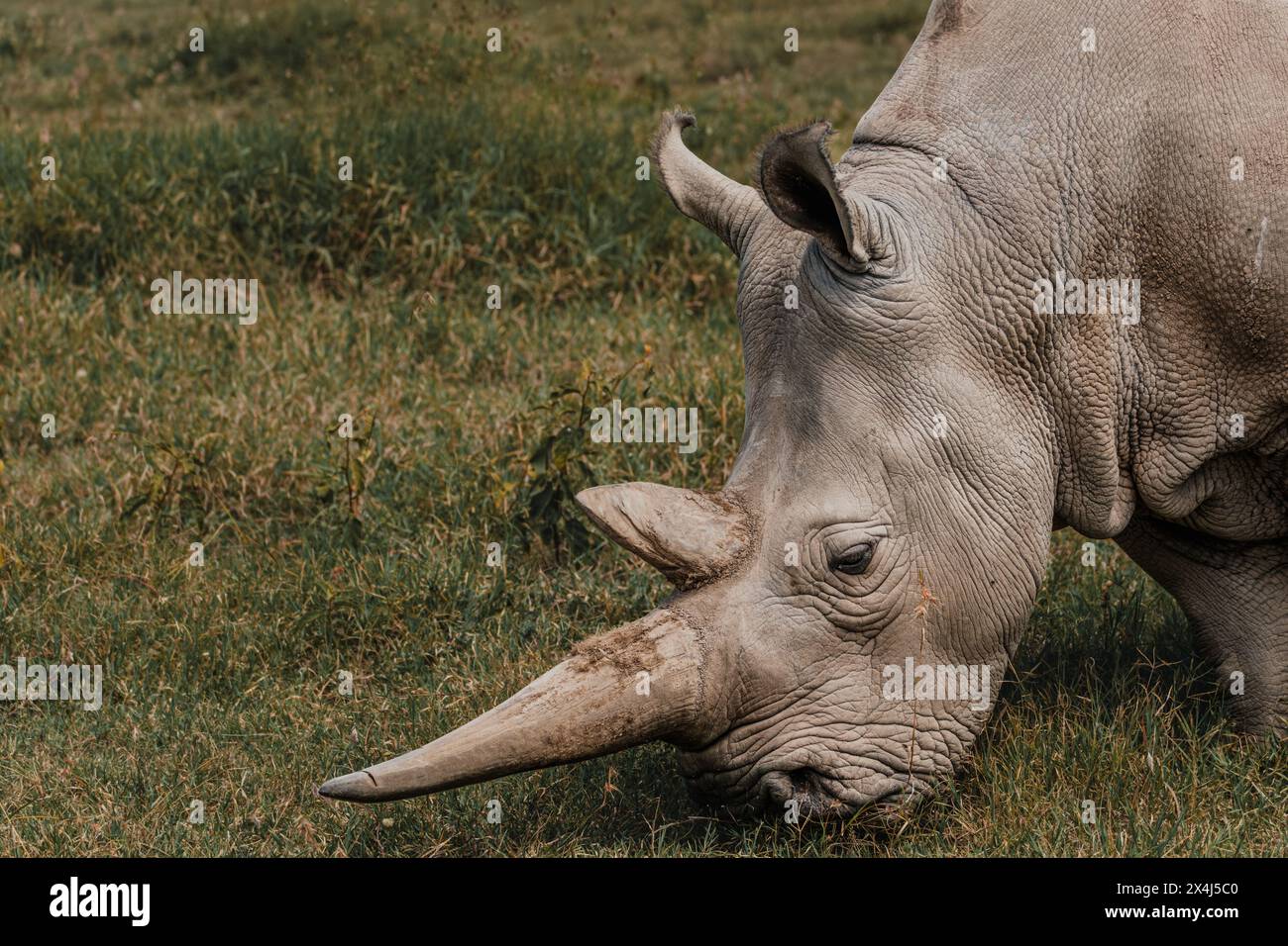 Najin one of the last two northern white rhinos at the Ol Pejeta ...