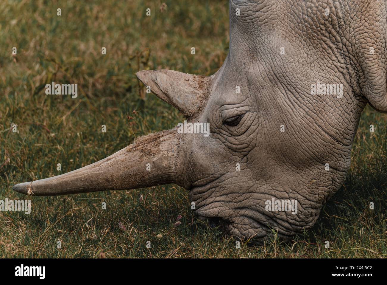 Najin one of the last two northern white rhinos at the Ol Pejeta ...