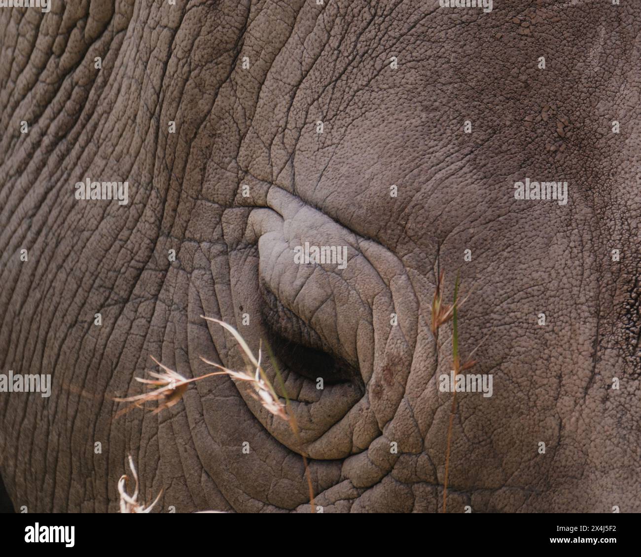Najin one of the last two northern white rhinos at the Ol Pejeta ...