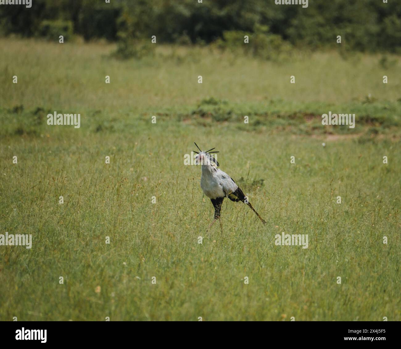 Striding bird hi-res stock photography and images - Alamy