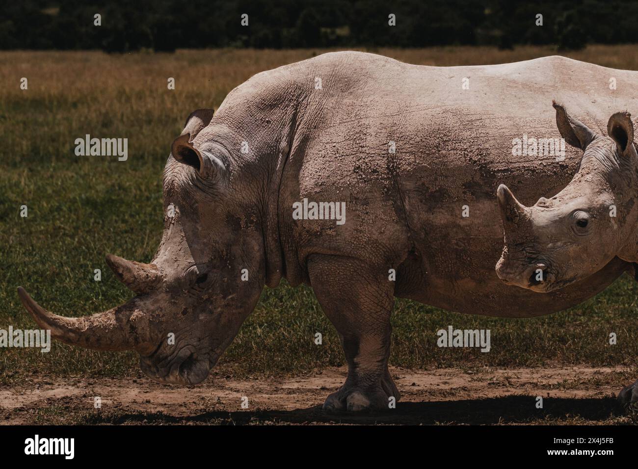 Southern white rhino in natural habitat, Ol Pejeta Conservancy Stock ...