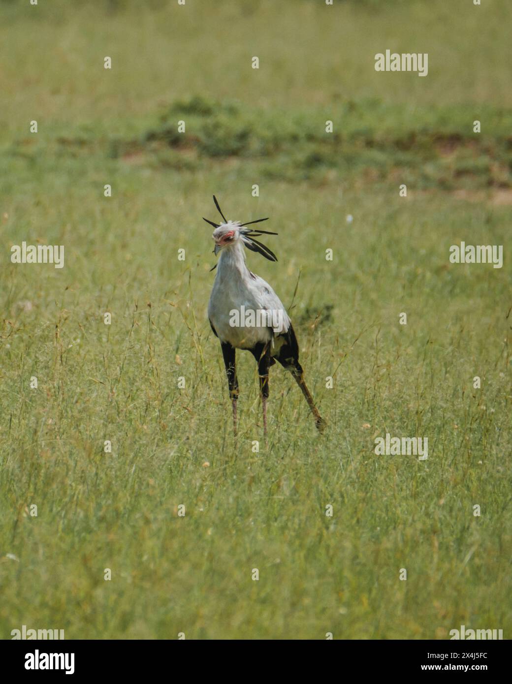 Secretary bird striding in Masai Mara grassland Stock Photo - Alamy