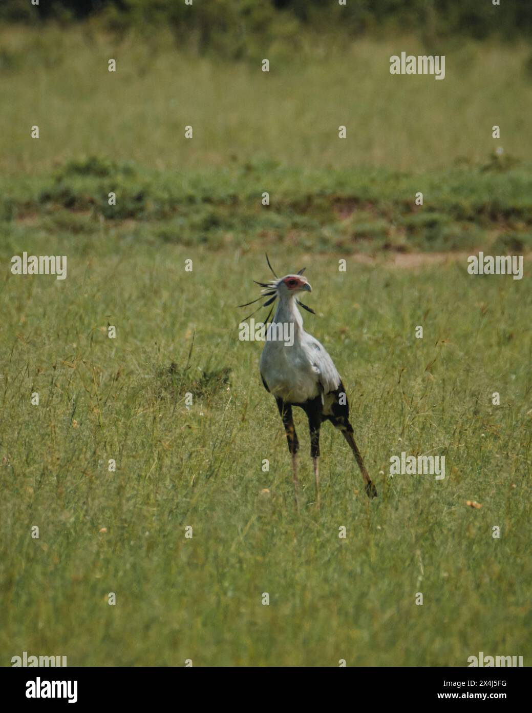 Secretary bird striding in Masai Mara grassland Stock Photo - Alamy