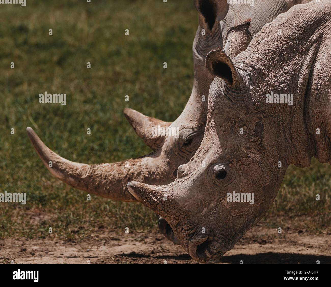 Southern white rhino in natural habitat, Ol Pejeta Conservancy Stock ...