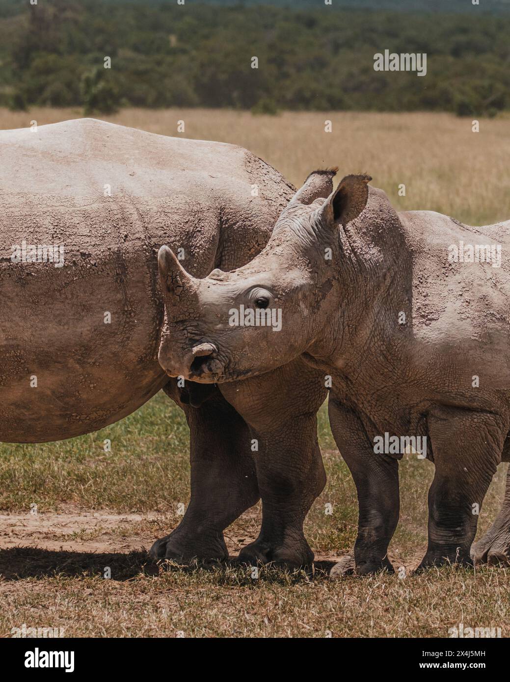 Southern white rhino in natural habitat, Ol Pejeta Conservancy Stock ...