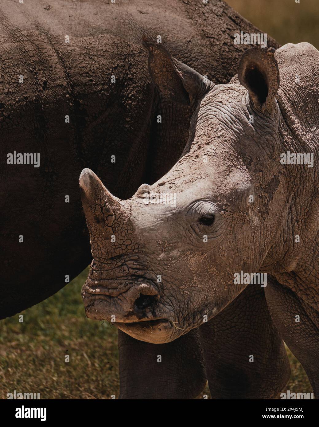 Southern white rhino in natural habitat, Ol Pejeta Conservancy Stock ...
