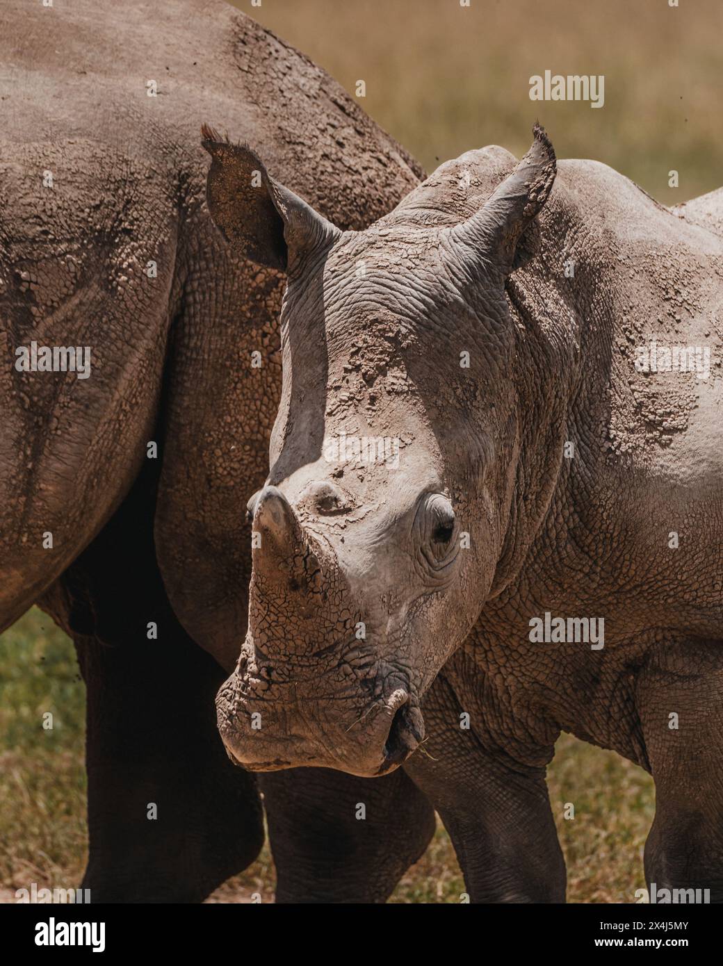 Southern white rhino in natural habitat, Ol Pejeta Conservancy Stock ...