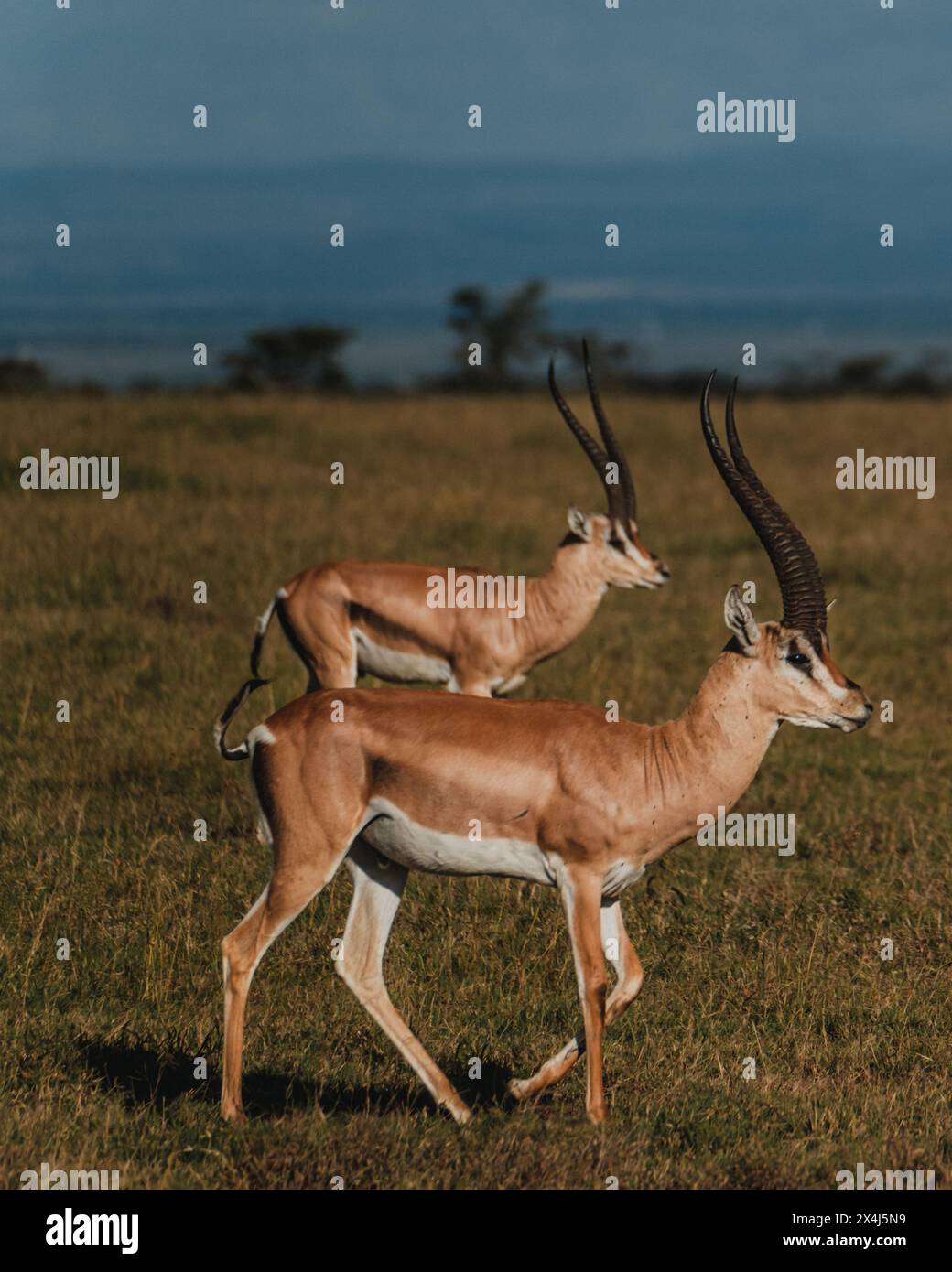 Two Grant's gazelles stride across Kenyan grassland Stock Photo - Alamy