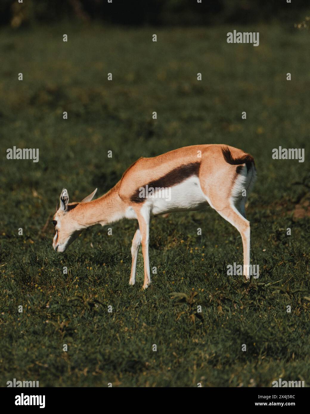 Two Grant's gazelles stride across Kenyan grassland Stock Photo - Alamy