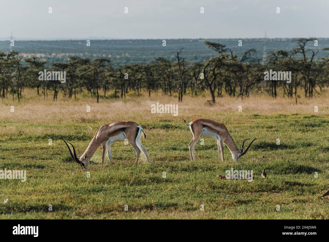 Two Grant's gazelles stride across Kenyan grassland Stock Photo - Alamy