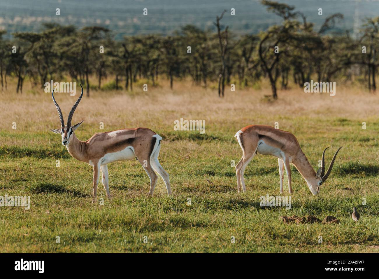 Two Grant's gazelles stride across Kenyan grassland Stock Photo - Alamy