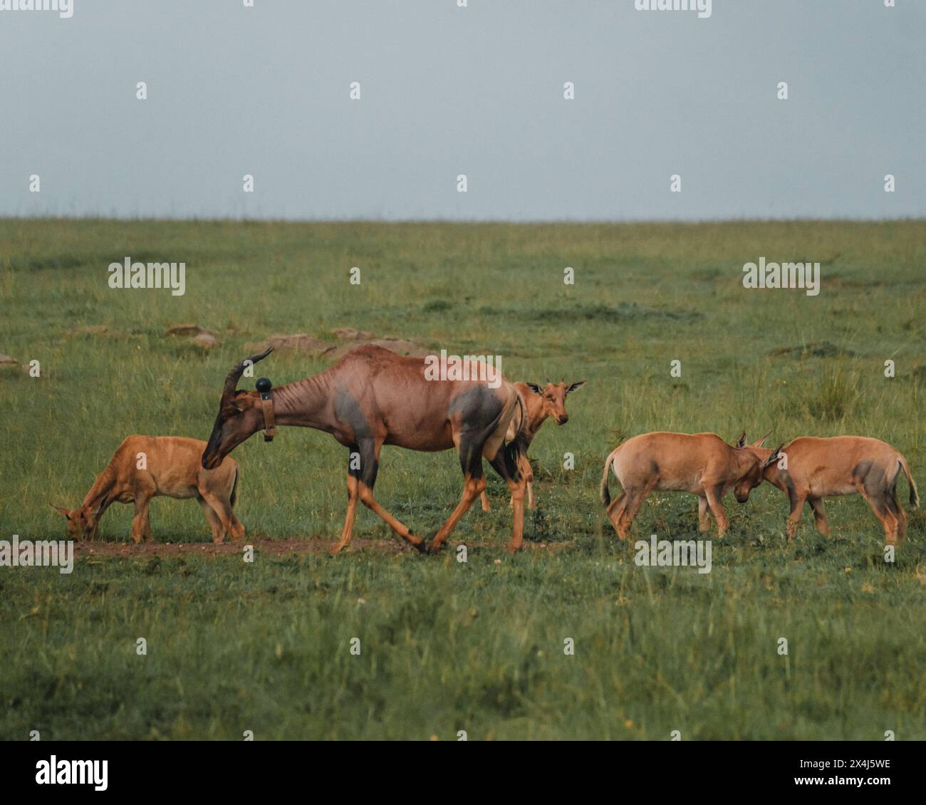Topis and calves grazing, Masai Mara, Kenya Stock Photo - Alamy
