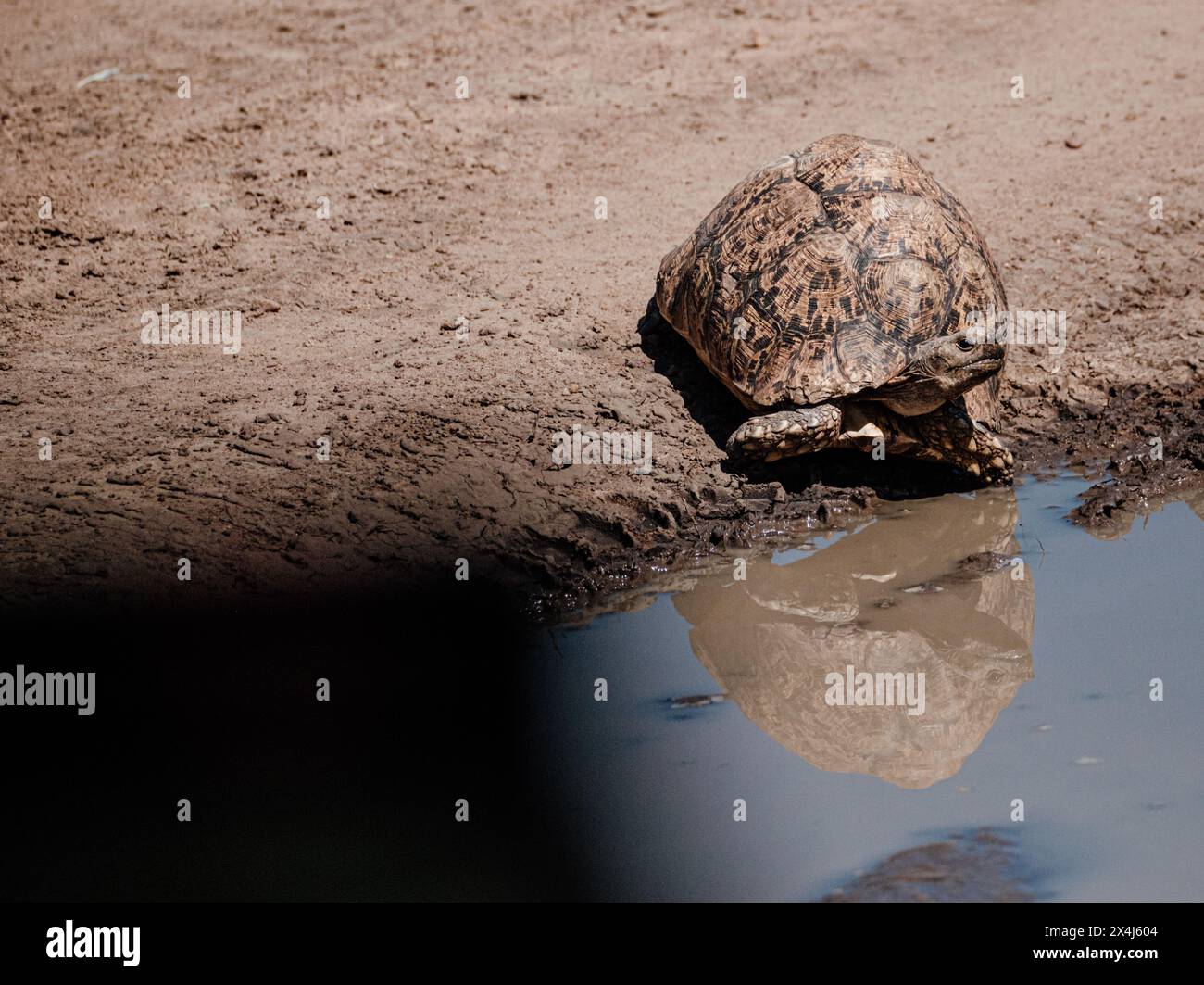 Leopard tortoise traverses green Masai Mara Stock Photo - Alamy