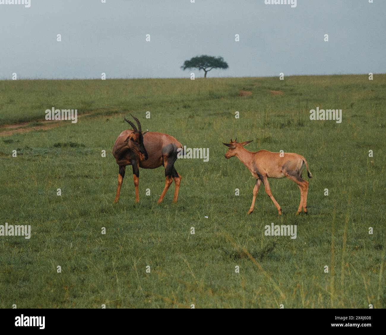 Topis and calves grazing, Masai Mara, Kenya Stock Photo - Alamy